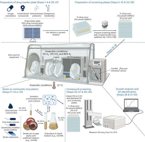 High-throughput anaerobic screening for identif...