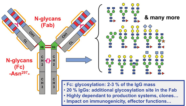 Antibody Glycoengineering - Creative Biolabs