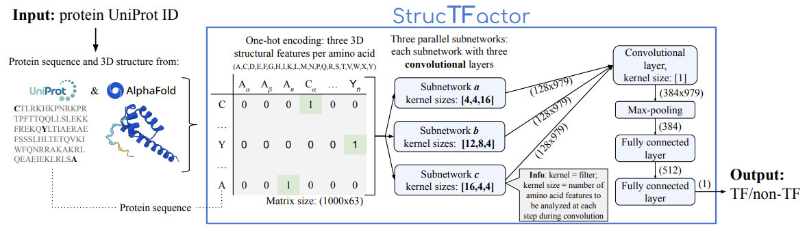 Transcription factor prediction using protein 3...