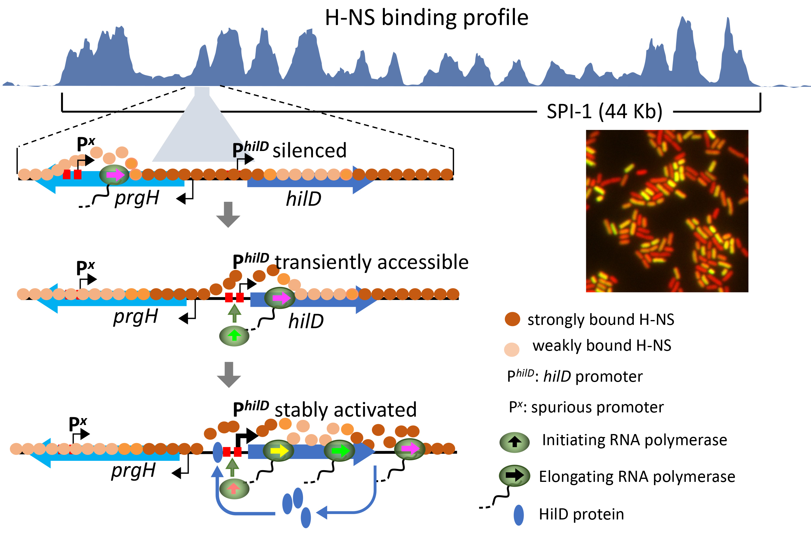 Rôle de la transcription parasite dans la...