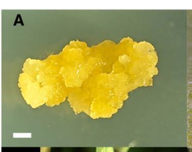 Plant Cell (review, $): Plant Callus, Mechanism...