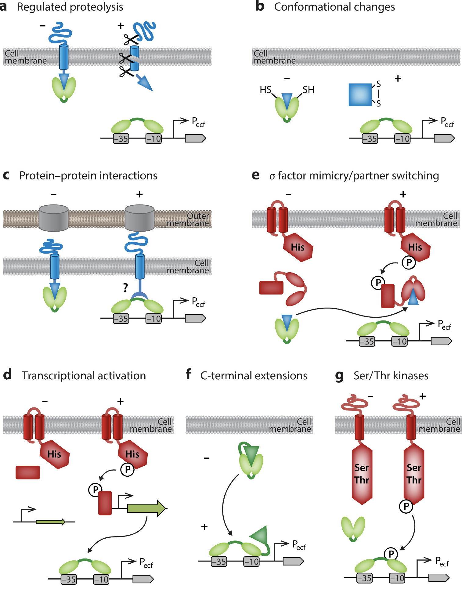 Past, Present, and Future of Extracytoplasmic F...