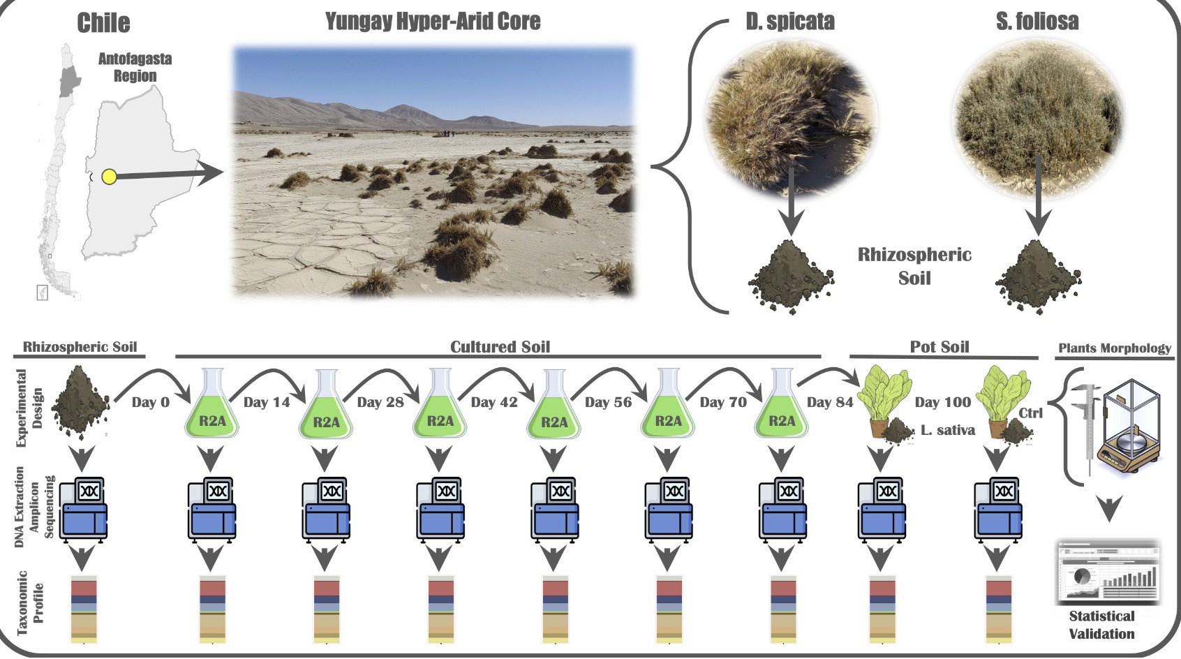 Rhizospheric bacteria from the Atacama Desert h...