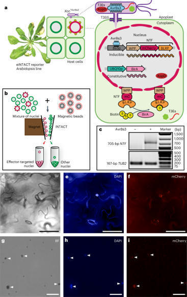 The eINTACT system dissects bacterial exploitat...