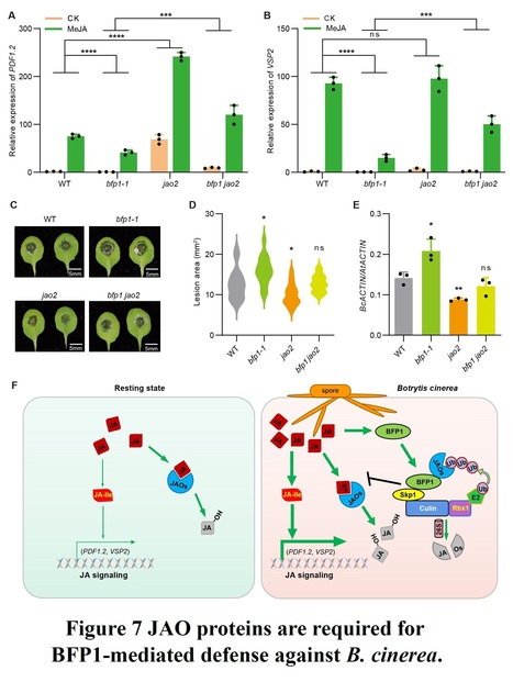 Botrytis cinerea-induced F-box protein 1 enhanc...
