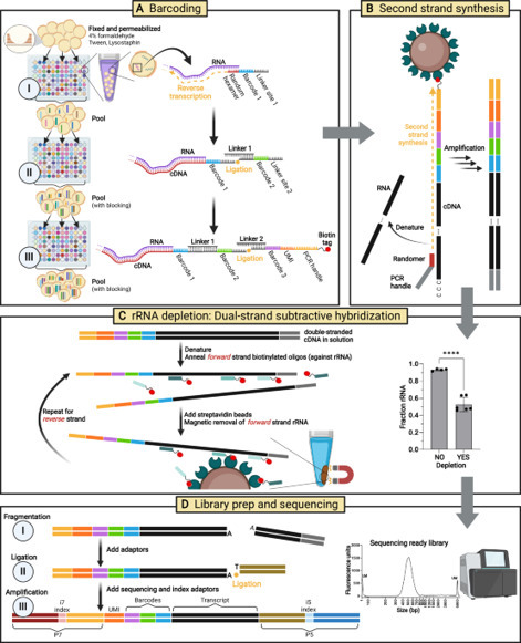 Bacterial single-cell RNA sequencing captures b...