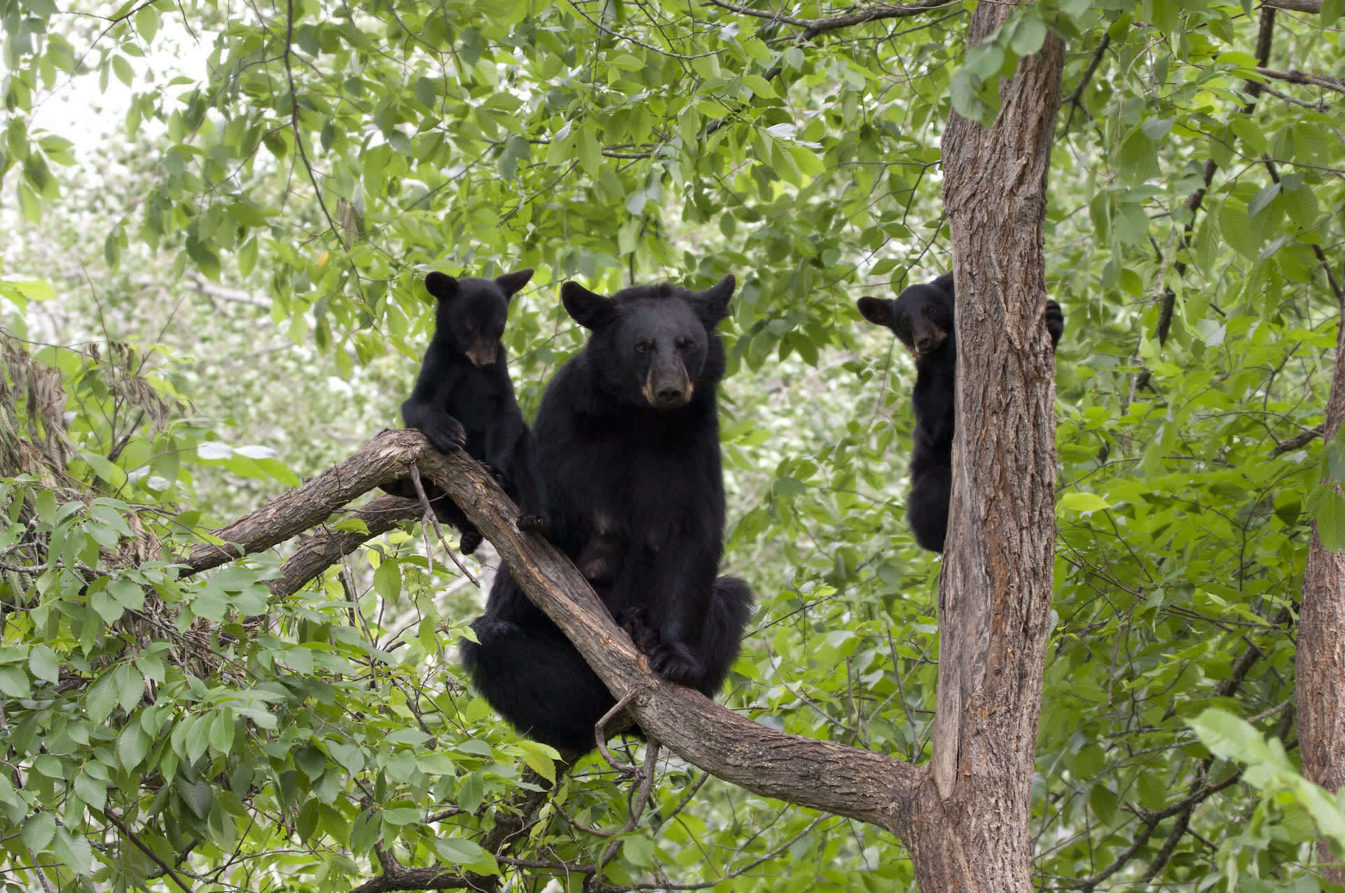 Trail cameras capture rare footage of bear cubs...