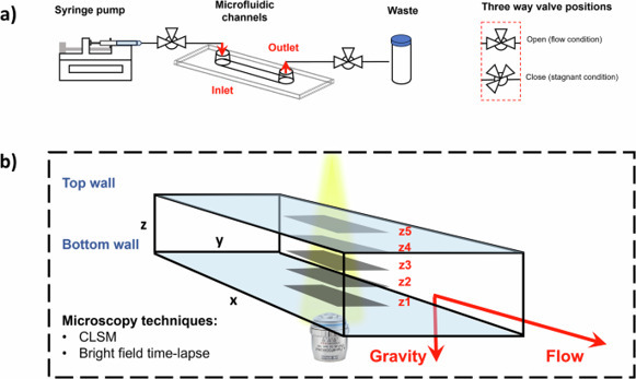 Microfluidics unveils role of gravity and shear...