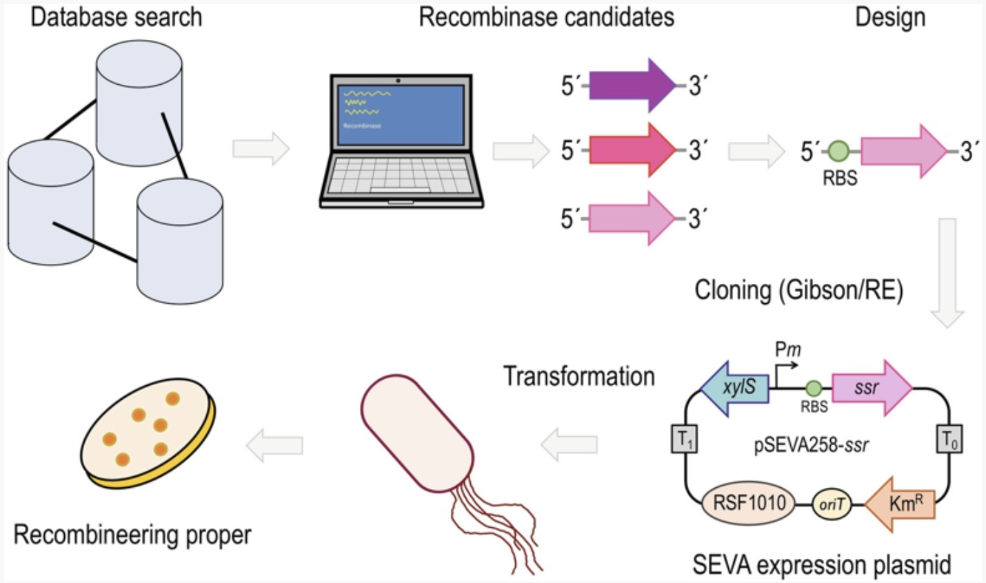A Broad Host Range Plasmid-Based Roadmap for ss...