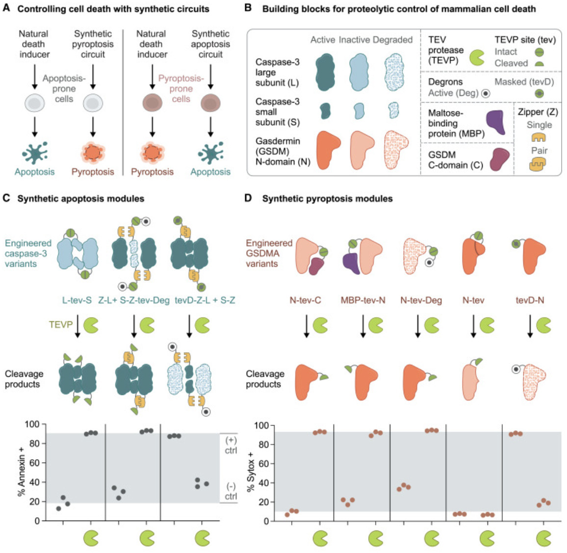 Synthetic protein circuits for programmable con...