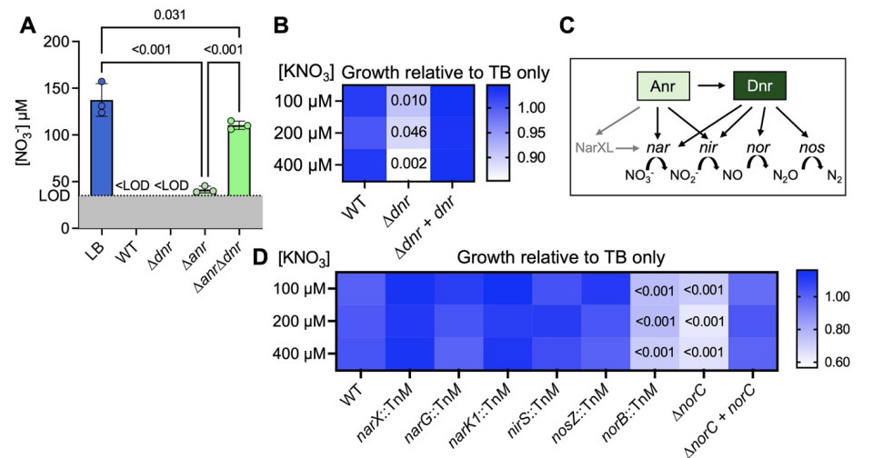 Role of Pseudomonas aeruginosa Dnr-regulated de...