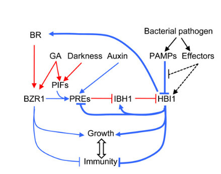 The bHLH Transcription Factor HBI1 Mediates the...