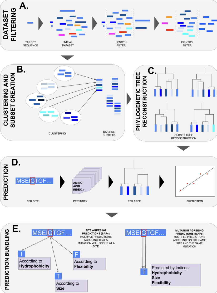Anticipating Protein Evolution with Successor S...
