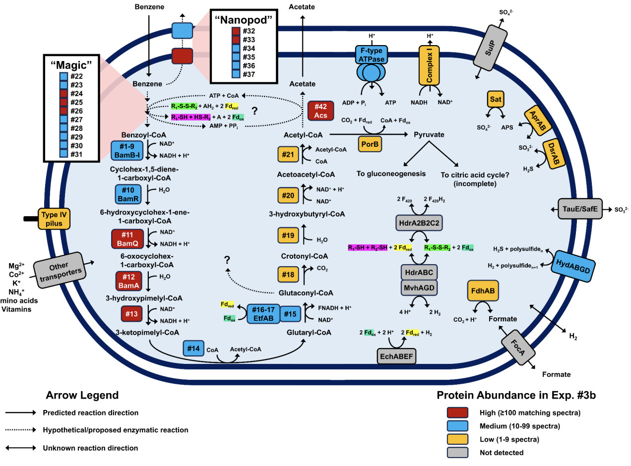 Identification of a Highly Expressed Gene Clust...