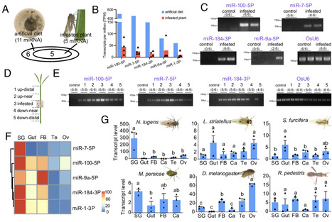Cross-kingdom RNA interference mediated by inse...