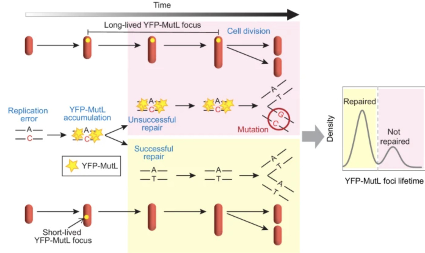 Real-time monitoring of replication errors&rsqu...