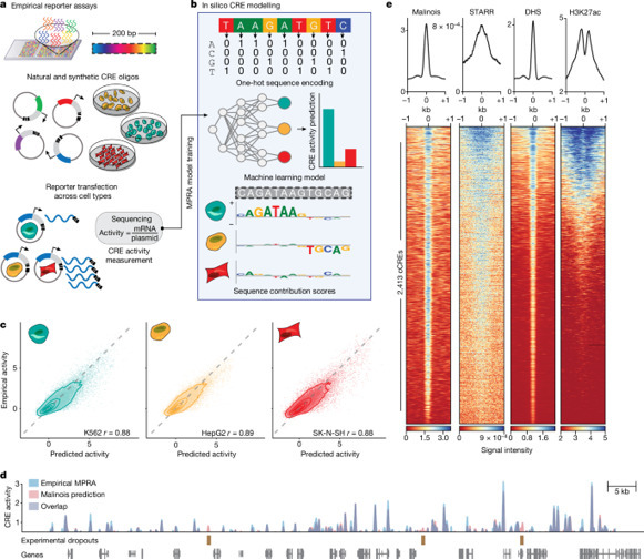Machine-guided design of cell-type-targeting ci...