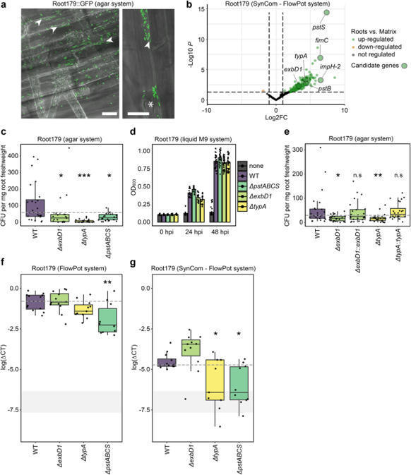 Genome-resolved metatranscriptomics reveals con...