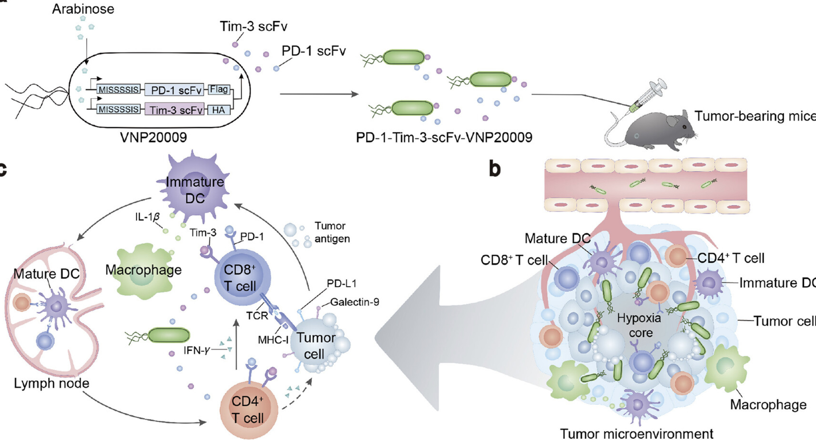 In Situ Synthesis of an Immune-Checkpoint Block...