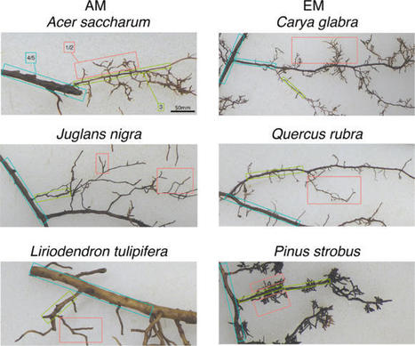The hierarchy of root branching order determine...