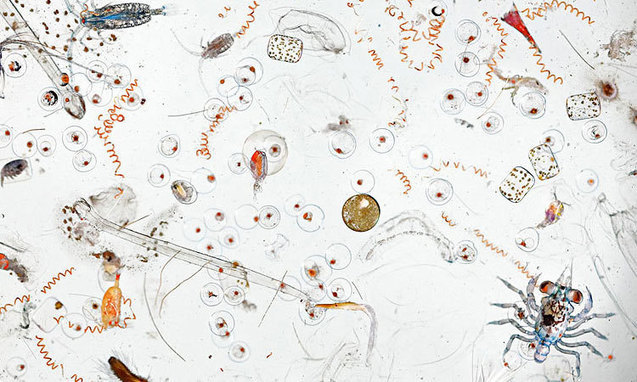 Une simple goutte d’eau de mer vue au mic...