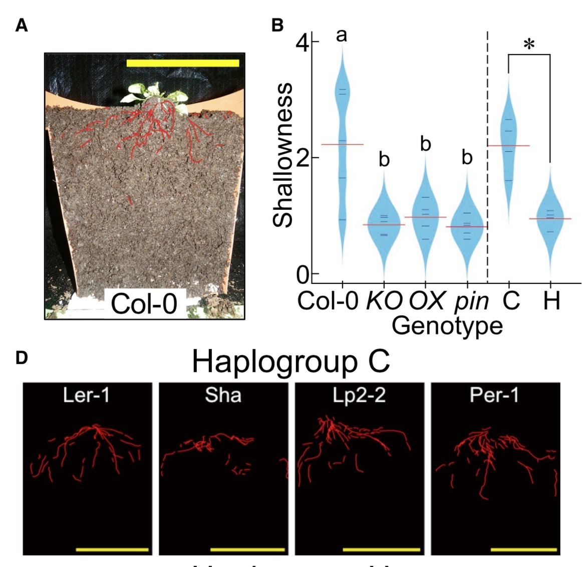 Root System Depth in Arabidopsis Is Shaped by E...