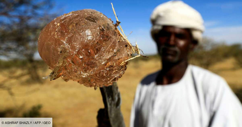 AFRIQUE : l'arbre produisant la gomme arabique ...