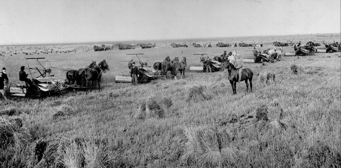 ‘Cows and plows:’ The settlement ov...