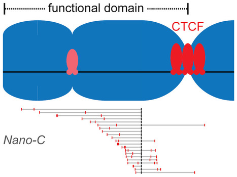 3D models of fungal chromosomes to enhance visu...