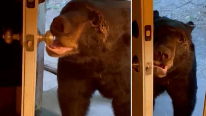 Susan har lärt björnen stänga d&...