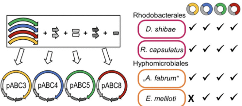 Modular Low-Copy-Number Plasmid Vectors for Rho...