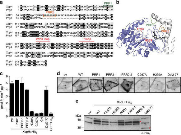 A 1-phytase type III effector interferes with p...