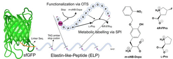 Advanced and Safe Synthetic Microbial Chassis w...