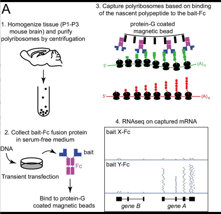 Affinity capture of polyribosomes followed by R...