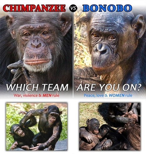 Chimpanzee vs Bonobo - Which team are you on?,