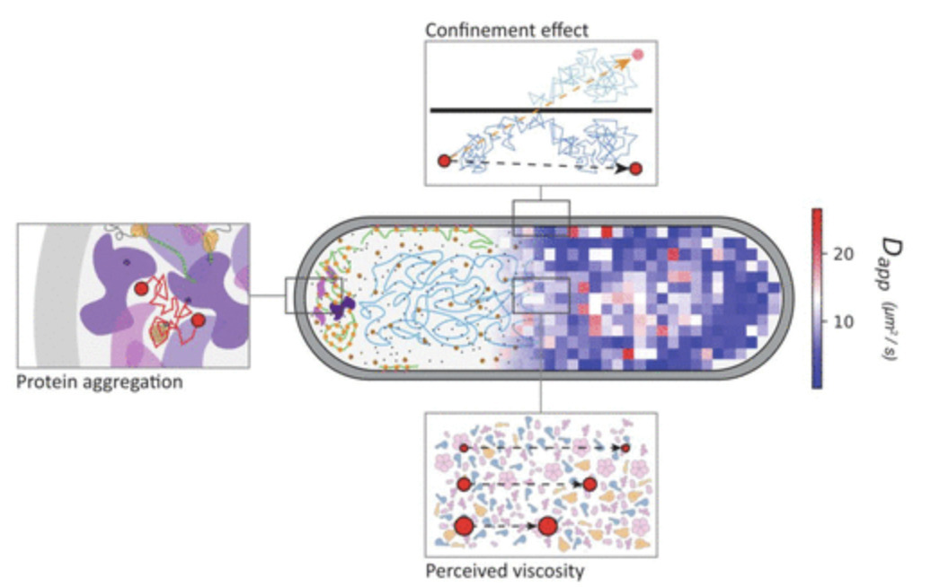 Macromolecular Crowding, Phase Separation, and ...