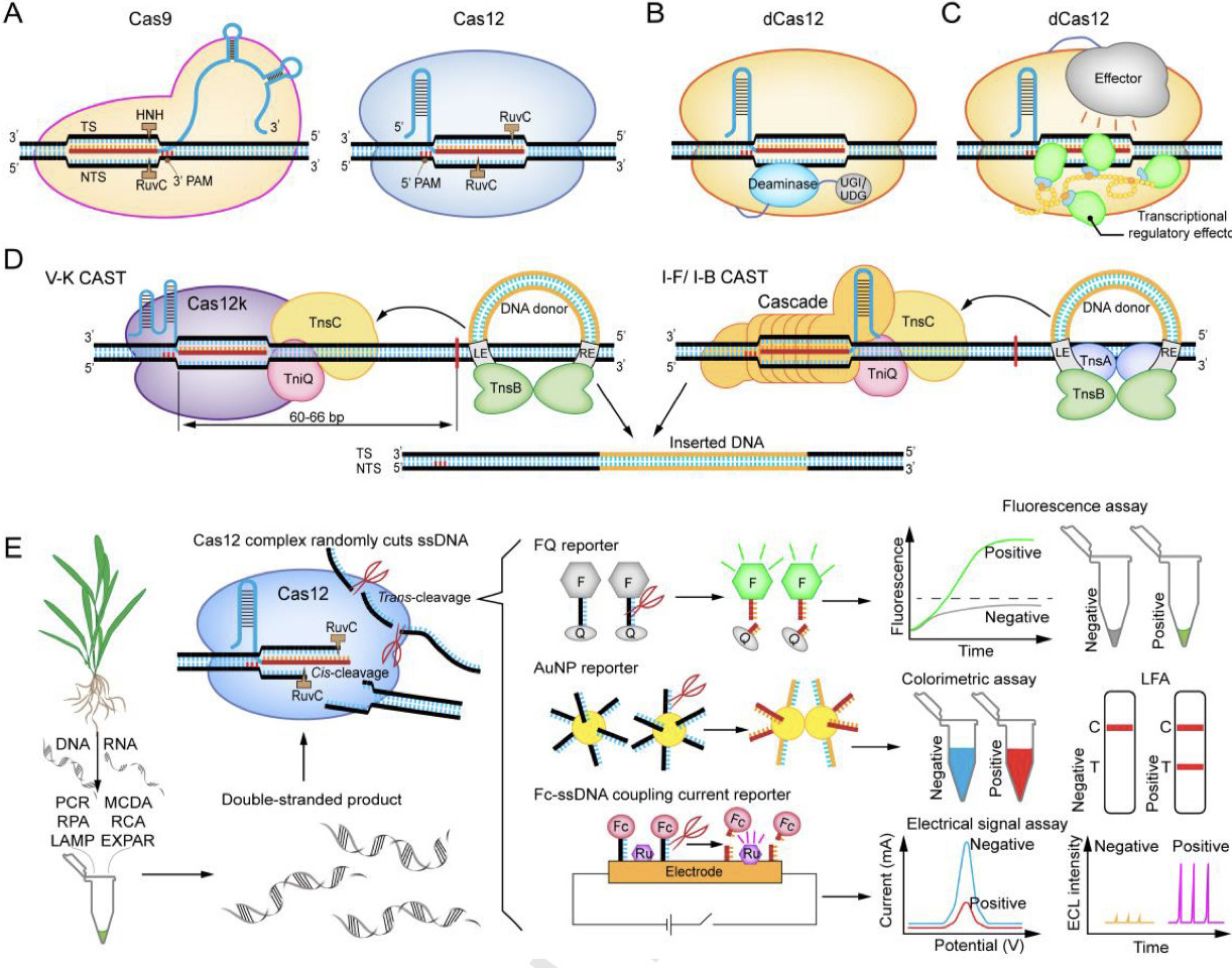 The type V effectors for CRISPR/Cas-mediated ge...