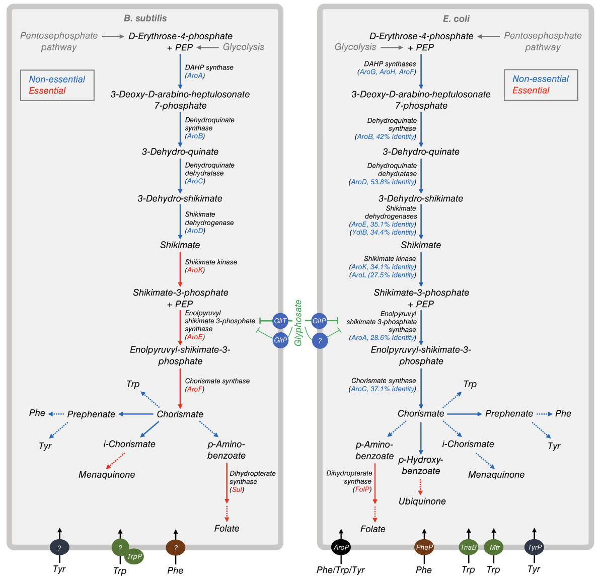The Low Mutational Flexibility Of The Epsp Synt
