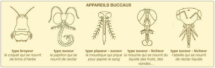 La vie d'un insecte - Documentation du Mus&eacu...