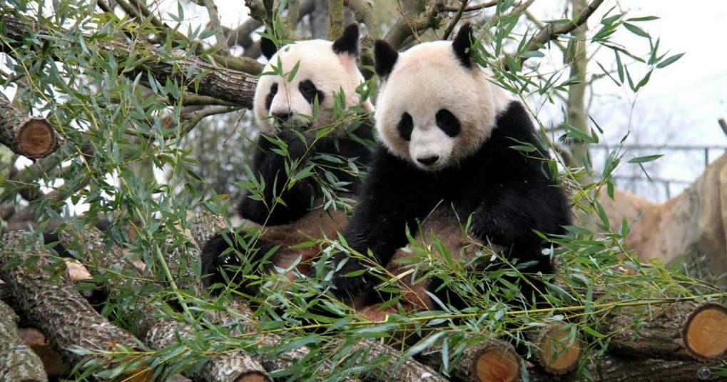 Les pandas géants Huan Huan et Yuan Zi v...