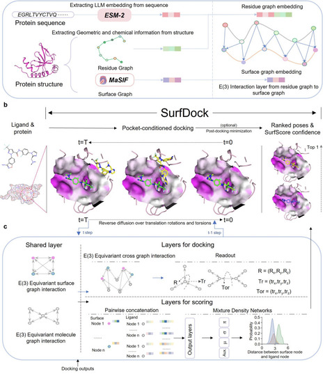 Surfdock Is A Surface Informed Diffusion Genera