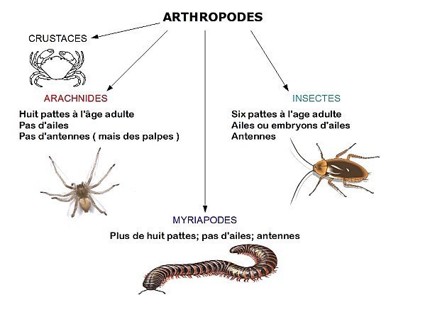 Reconnaître les organismes : arthropodes ...