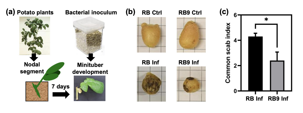 Original Paper in Plant Pathol • Michaud C...
