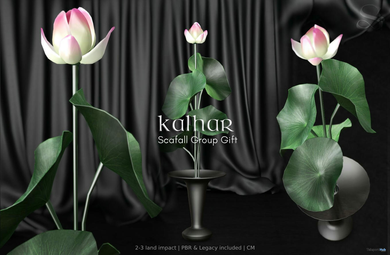 Kalhar Potted Lotus Plant December 2024 Group G...