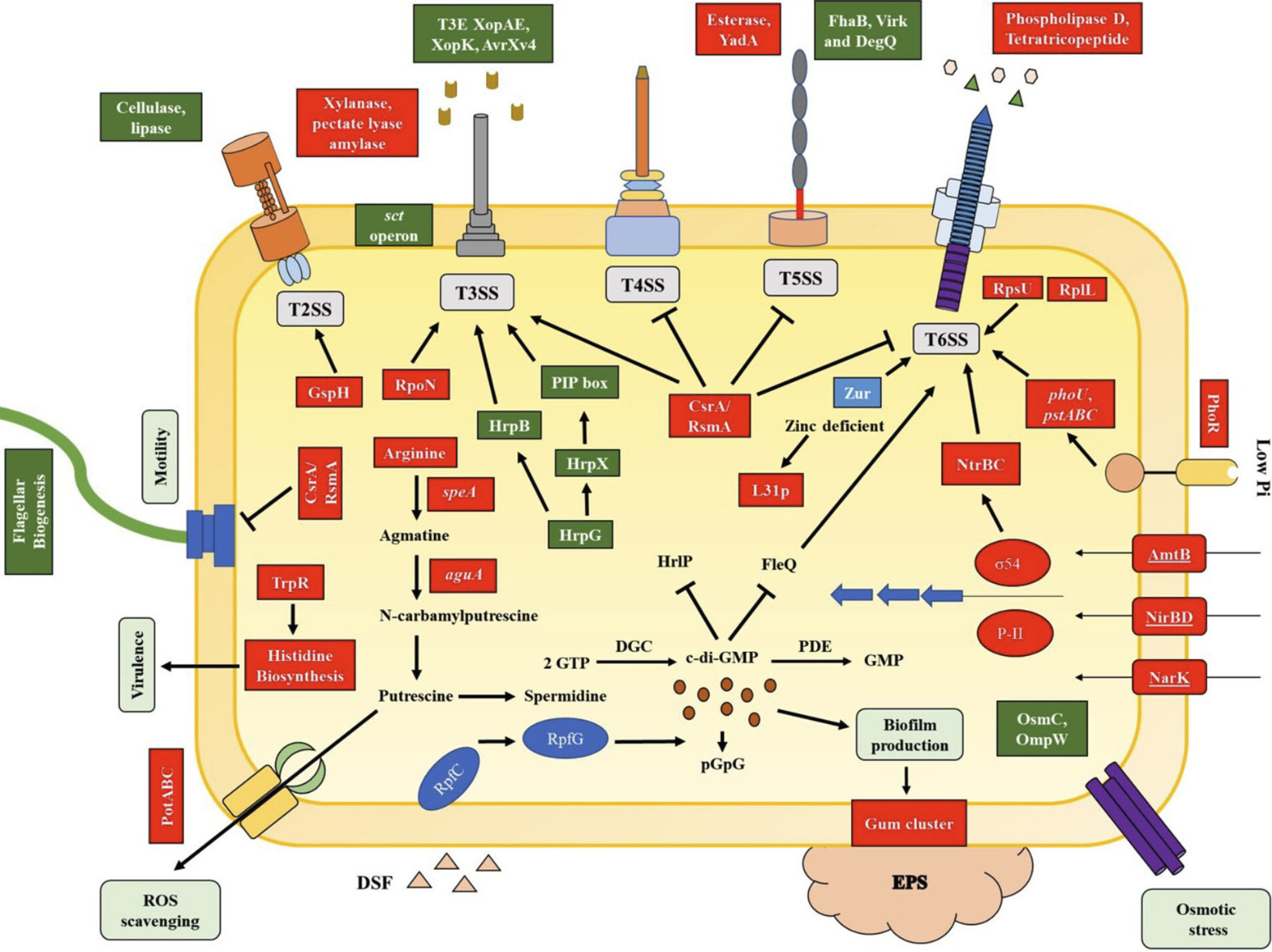 Transcriptome profiling of type VI secretion sy...