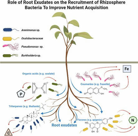 rhizosphere microbiome: Plant–microbial i...