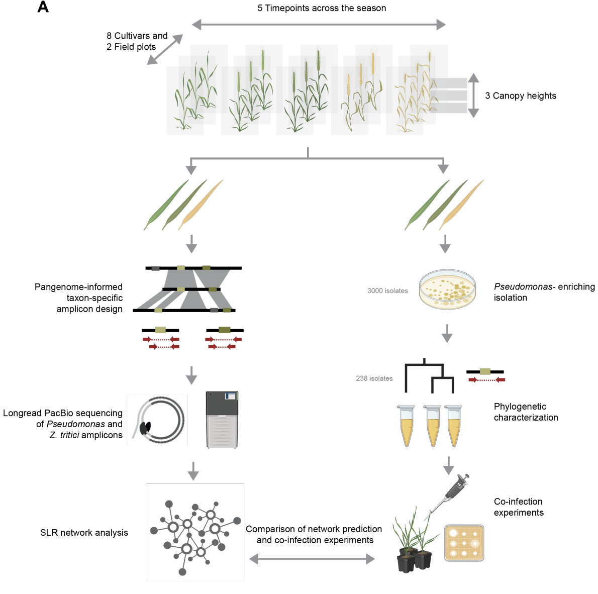 High-resolution microbial network analysis defi...