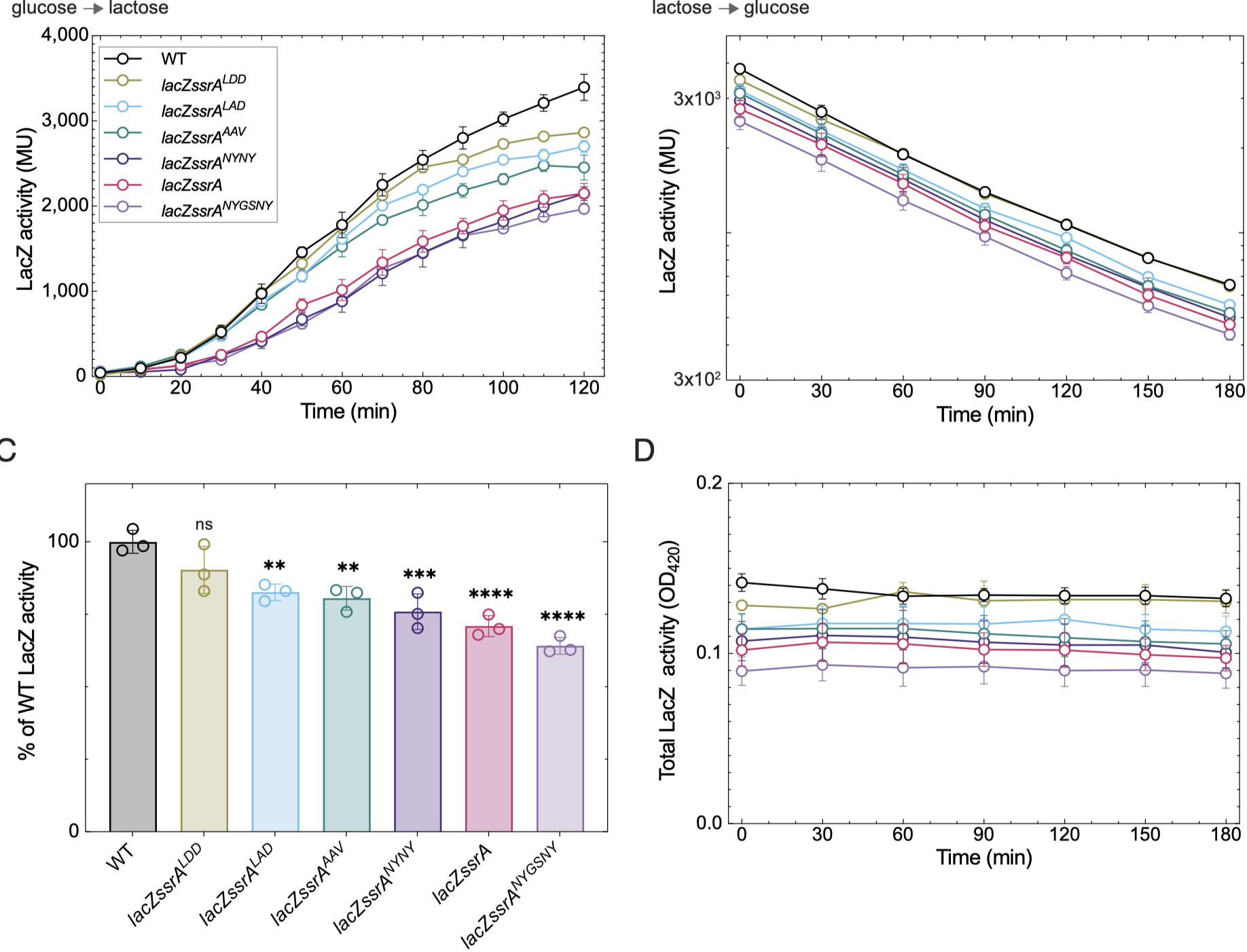 Proteolytic stability and aggregation in a key ...