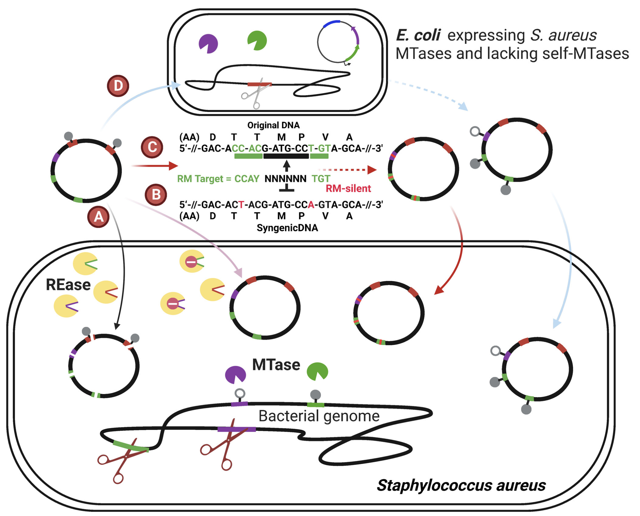 Efficient Genome Editing in Most Staphylococcus...