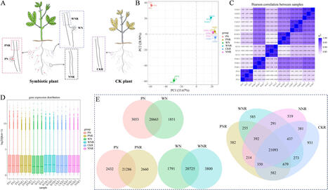Localized glutamine leakage drives the spatial ...